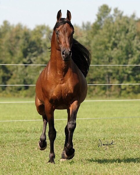 CLOVER RIDGE FARM - Updated September 2025 - 10 Photos - 6148 Bear ...