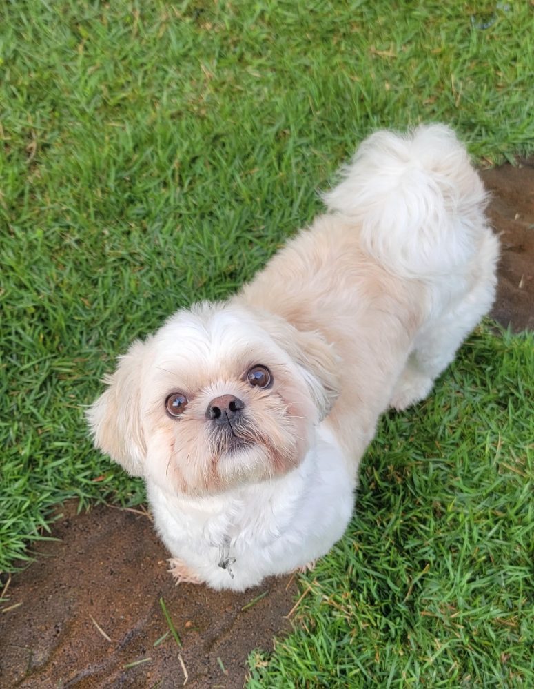 LOVING PAWS DOG BOARDING & DAYCARE - Updated June 2026 - 862 Photos ...