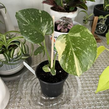 OTT’S EXOTIC PLANTS - Updated October 2025 - 302 Photos & 120 Reviews ...