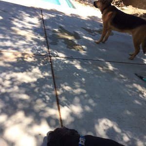 BRANDON FOUCHE - DOG AGGRESSION EXPERT - 50 Photos & 197 Reviews - 5979 ...