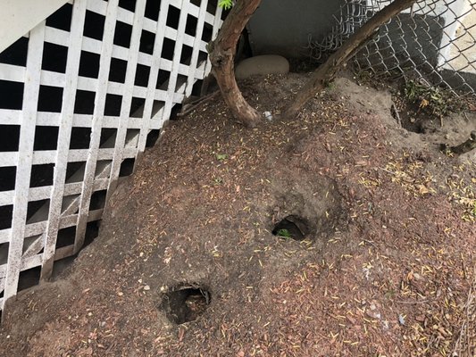 YANKEE PEST CONTROL - Updated October 2025 - 27 Photos & 39 Reviews ...