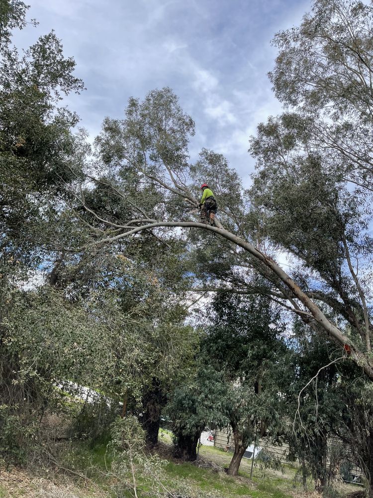 CLEAN & GREEN TREE SERVICE & LANDSCAPING - 150 Photos & 36 Reviews ...