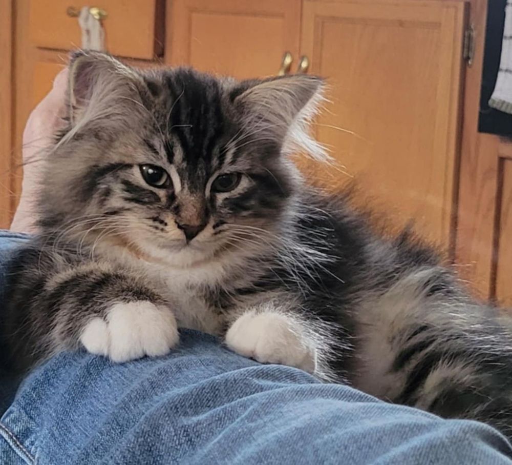 PEROVSKIA SIBERIAN FOREST CATS - Updated December 2025 - Request ...