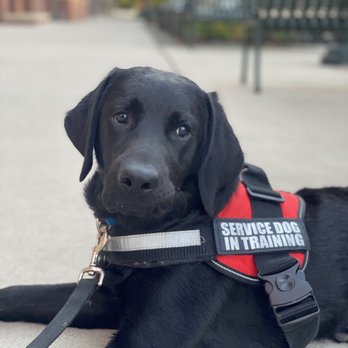 FREEDOM SERVICE DOGS - Updated January 2026 - 13 Photos & 12 Reviews ...