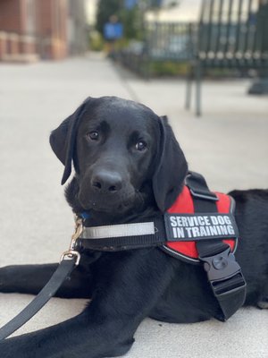 FREEDOM SERVICE DOGS - Updated January 2026 - 13 Photos & 12 Reviews ...