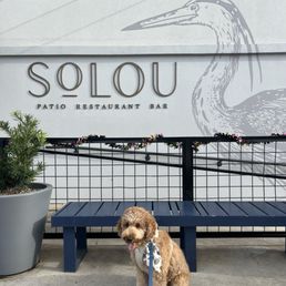 SOLOU - Updated December 2025 - 936 Photos & 453 Reviews - 7246 Perkins ...