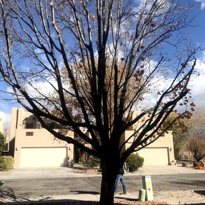 BLOSSOM TREES - 43 Photos & 31 Reviews - Tree Services - Albuquerque ...