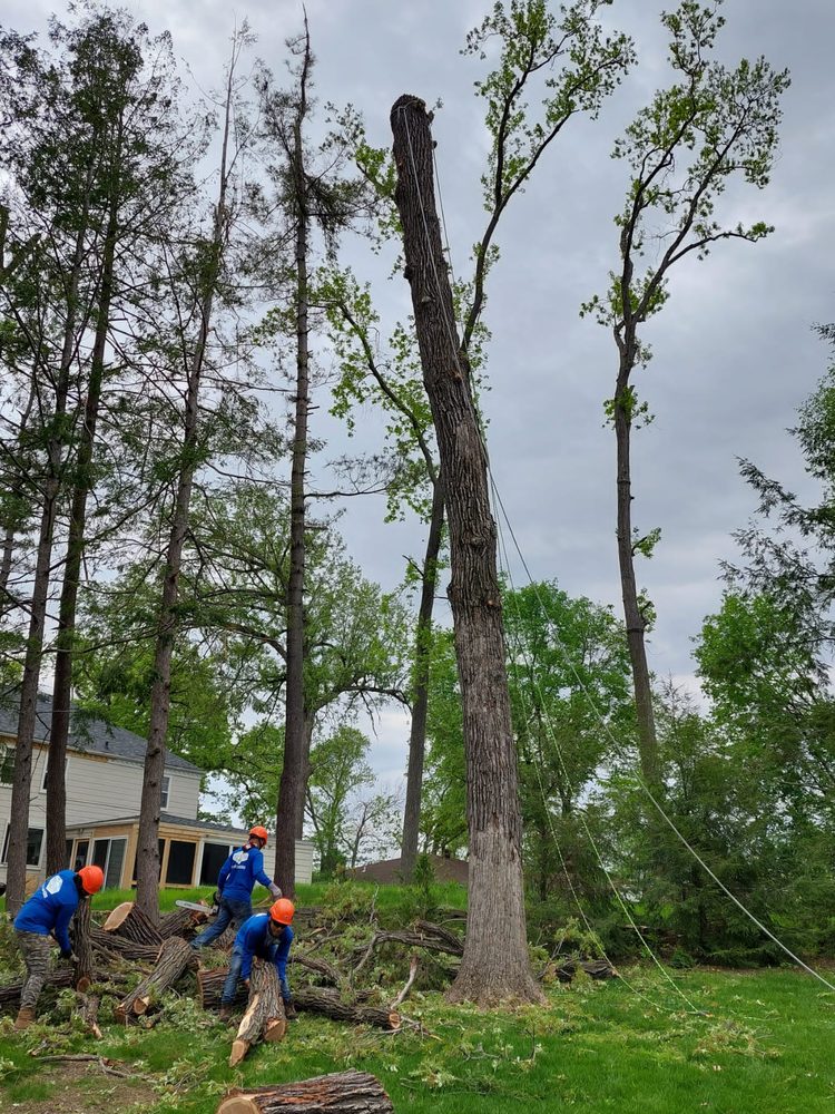 WORLD CLASS TREE SERVICE - Updated September 2025 - Katy, Texas - Tree Services - Phone Number ...