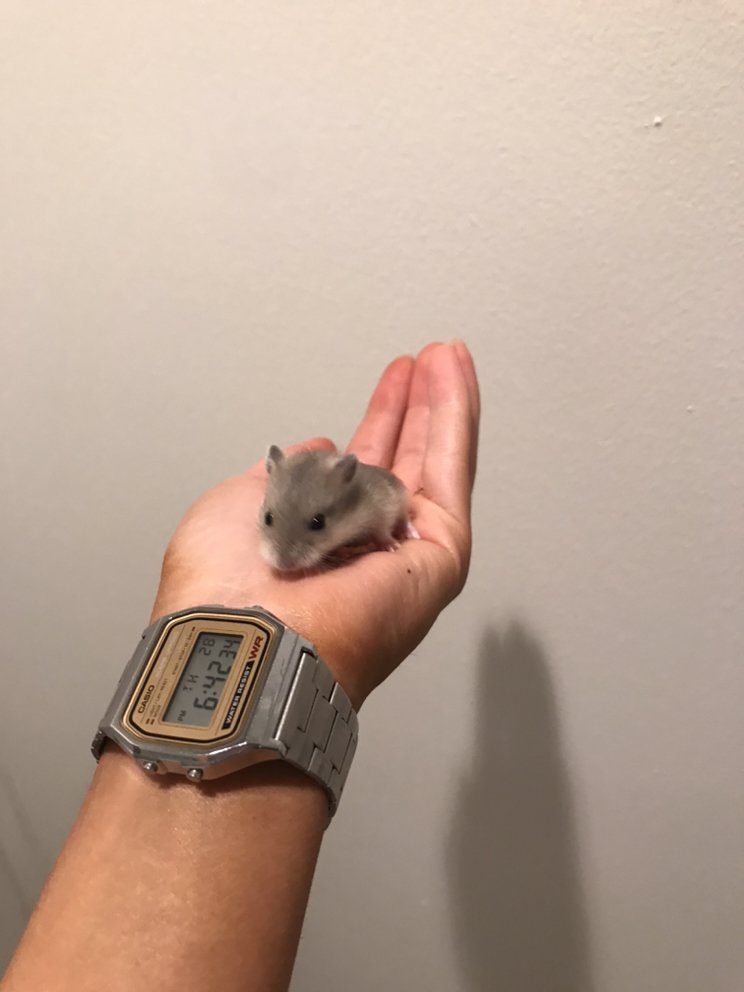 WEST COAST HAMSTERS - Updated December 2025 - San Diego, California ...