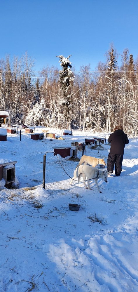 SLED DOG KENNEL - 21 Photos & 10 Reviews - Nenana, Alaska - Sledding ...