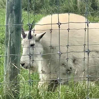 WILDWOOD ZOO - Updated September 2025 - 31 Photos & 12 Reviews - 608 W ...