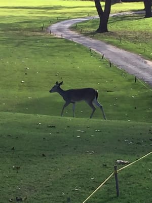 STEPHEN F AUSTIN GOLF COURSE - Updated March 2026 - 1130 Park Rd 38 ...