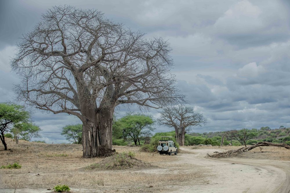 GOOD EARTH TOURS - Updated January 2026 - Request Information - 19046 ...