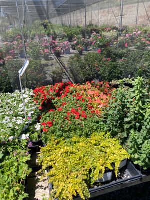 DEVIL MOUNTAIN WHOLESALE NURSERY - SAN RAMON - Updated May 2025 - 58 ...
