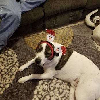 RINOVET ANIMAL EMERGENCY CARE - Updated December 2025 - 13 Photos & 19 ...