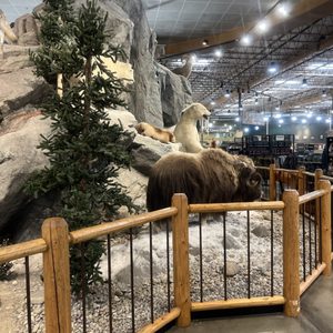 SCHEELS - Updated January 2026 - 145 Photos & 47 Reviews - 700 S ...