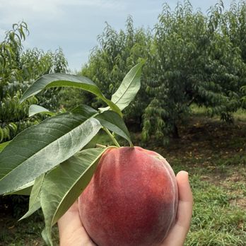 APPLE RIDGE ORCHARDS - Updated December 2025 - 243 Photos & 110 Reviews ...