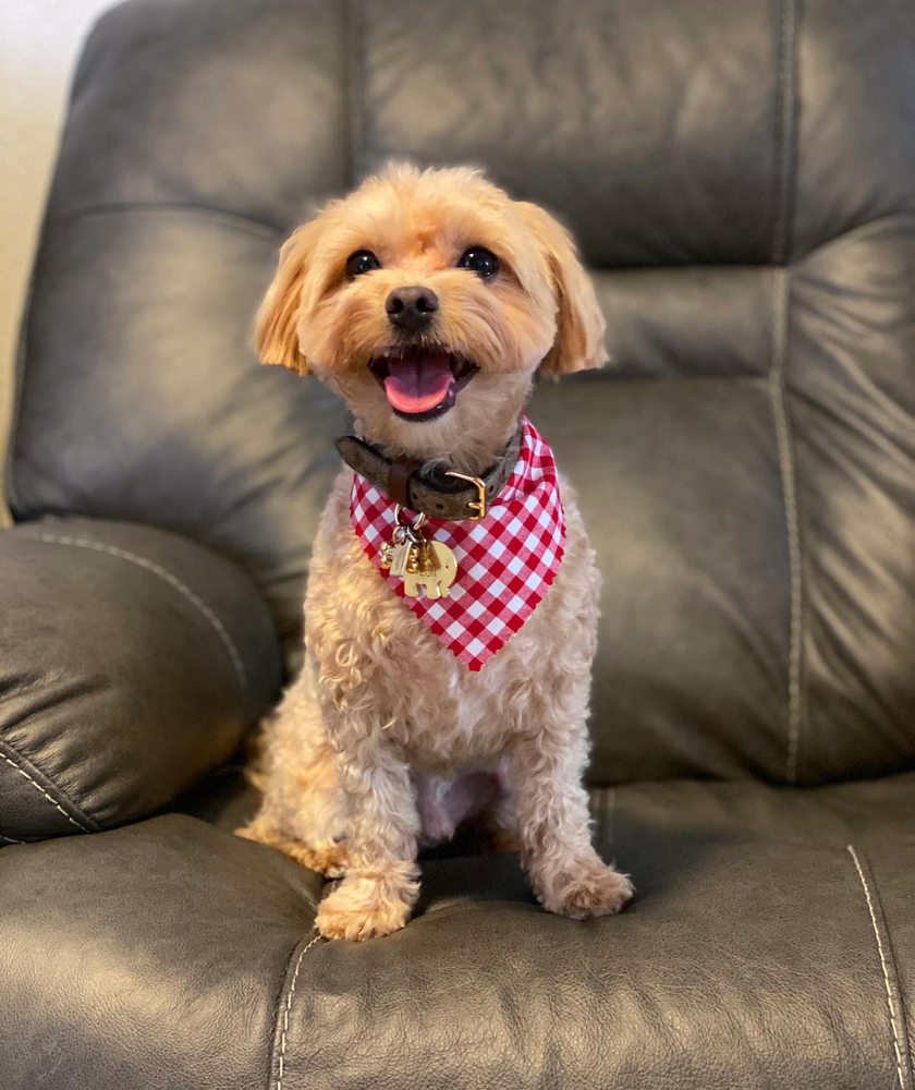 HAPPY PUPPY - 186 Photos & 82 Reviews - 22641 Lake Forest Dr, Lake ...