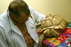 DOVER AREA ANIMAL HOSPITAL - Updated May 2026 - 14 Photos & 52 Reviews ...