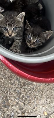 KARMA CAT RESCUE SOCIETY - Updated December 2025 - 39 S Main St ...