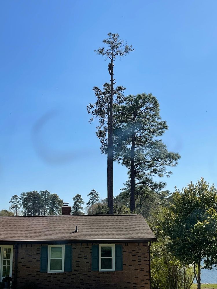 CLIMBING CAROLINA TREE SERVICE - Updated February 2025 - 53 Photos ...