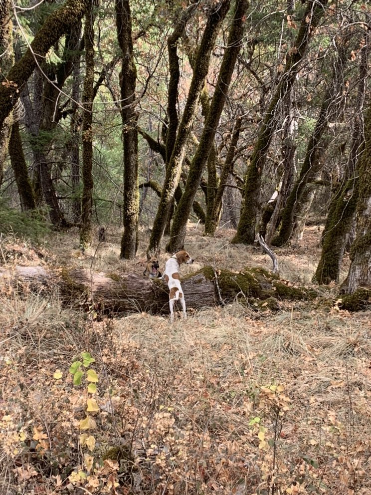 Tails N Trails - Updated May 2026 - 88 Photos & 18 Reviews - 175 ...