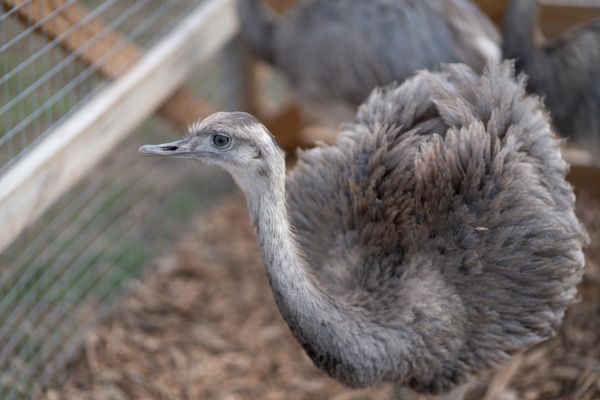 GOOD MOOD RANCH - Updated February 2025 - 38 Photos & 12 Reviews - 306 ...