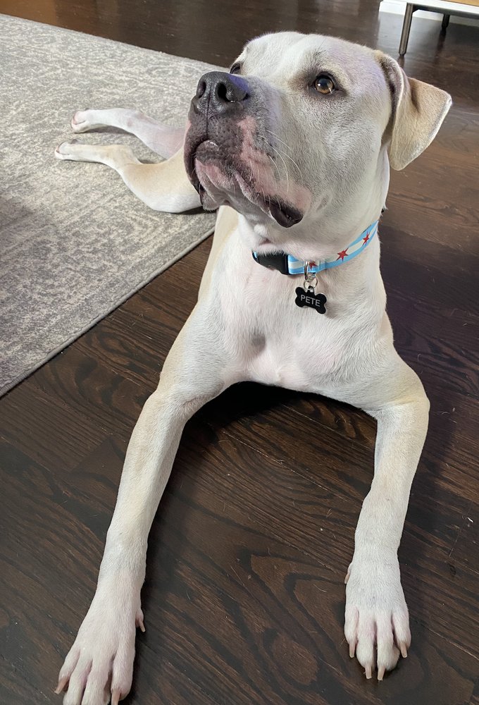 SPOTLESS DOG WASH - Updated July 2024 - 18 Photos & 53 Reviews - 1121 ...