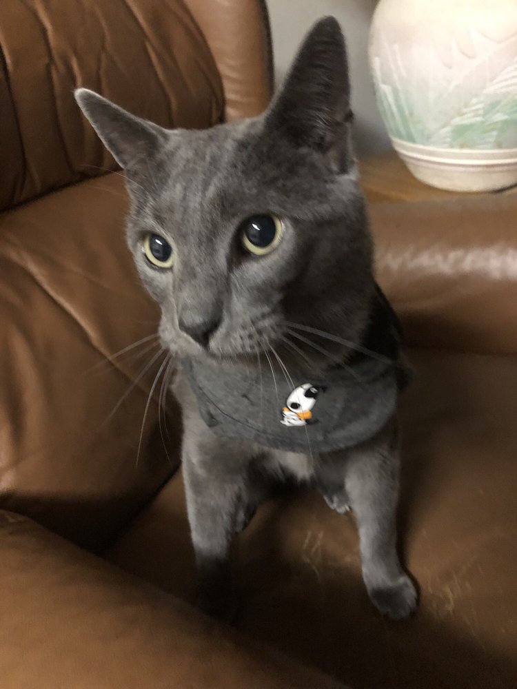 THE CAT COUNSELOR - Updated December 2024 - 26 Photos & 13 Reviews ...