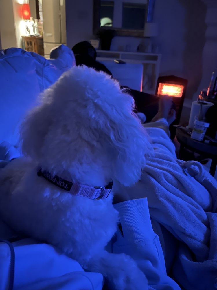 SPOT PET SALON & WASH - Updated November 2024 - 51 Photos & 50 Reviews ...