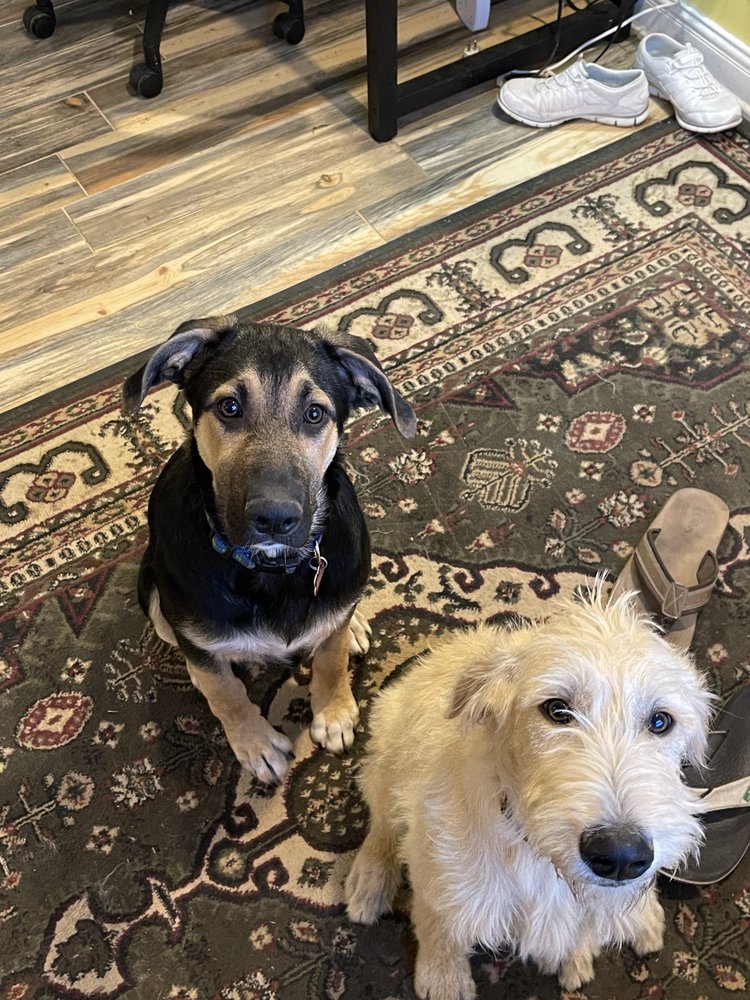 ROBYN’S PET SITTING - Updated May 2024 - 11 Photos - Murray, Kentucky ...