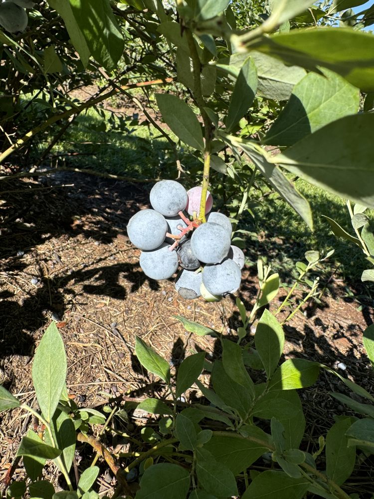 RONNIE’S BERRY FARM - Updated December 2025 - 63 Photos - 18409 NC-210 ...