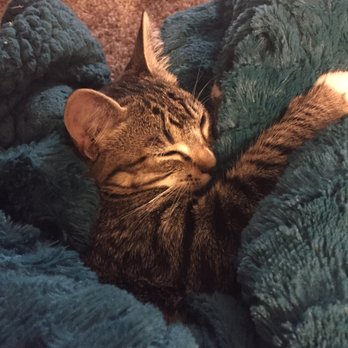 CATMANDU - Updated October 2025 - 25 Photos & 18 Reviews - 1829 Brown ...