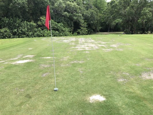 TARPON WOODS GOLF CLUB - 20 Photos & 16 Reviews - 1100 Tarpon Woods ...