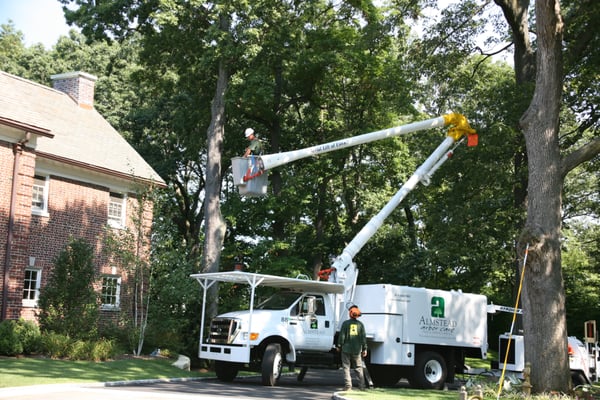 ALMSTEAD TREE & SHRUB CARE - Updated December 2025 - 20 Photos & 39 ...