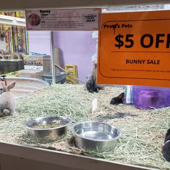 PRATT’S PETS - EL MIRAGE - Updated May 2025 - 105 Photos & 73 Reviews - 11717 NW Grand Ave, El ...