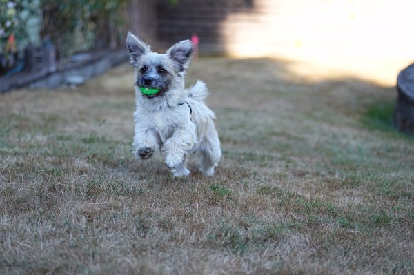 DOG GONE SEATTLE - Pet Adoption - Seattle, Washington - 33 Photos & 66 ...