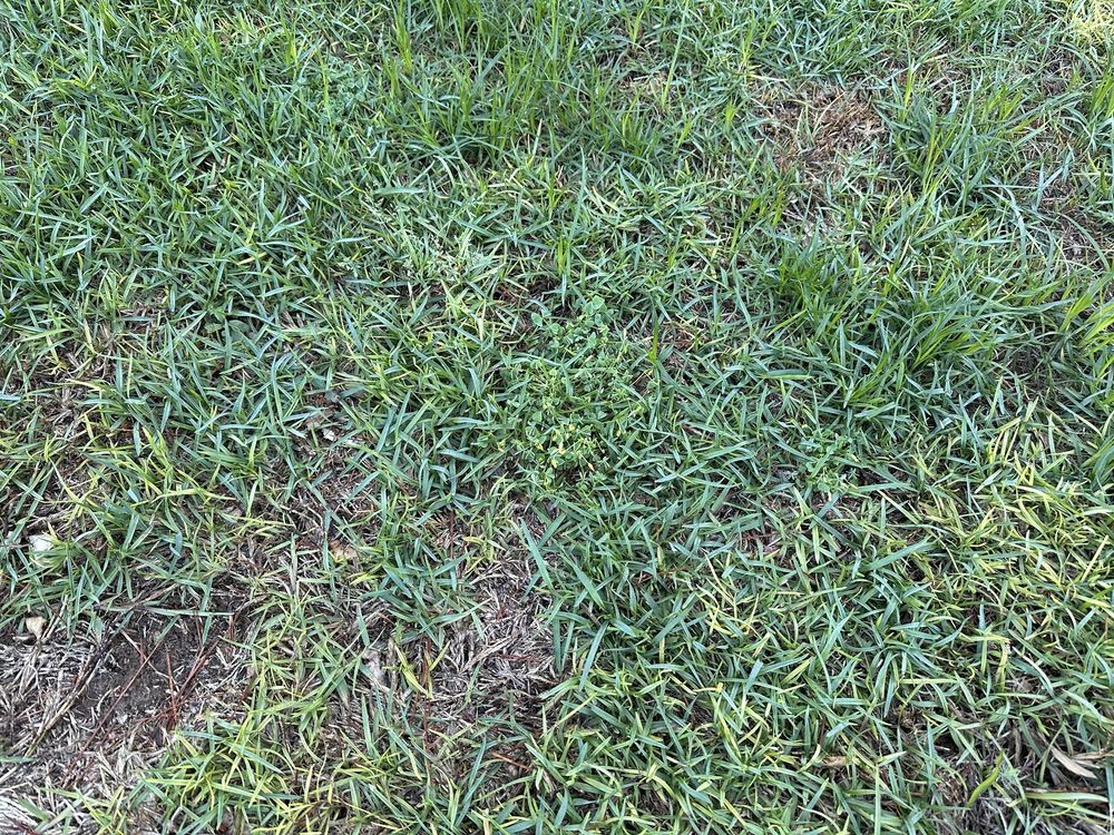 MIGHTY GREEN LAWN CARE - Updated August 2024 - 19 Photos & 21 Reviews ...