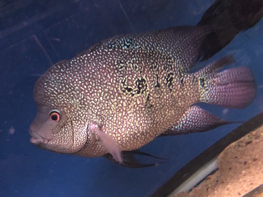 WET SPOT TROPICAL FISH - 43 Photos & 164 Reviews - Aquarium Services ...