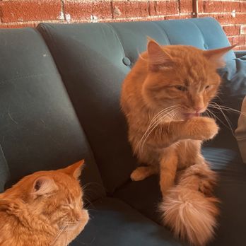 THE BISCUIT FACTORY CAT LOUNGE - Updated December 2025 - 40 Photos & 10 ...