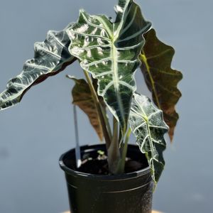 MOSCA DESIGN - Updated January 2025 - 11 Photos - 355 Park Ave ...