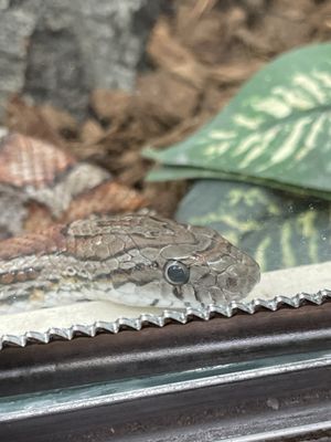 EAST BAY VIVARIUM - Updated January 2026 - 726 Photos & 619 Real ...