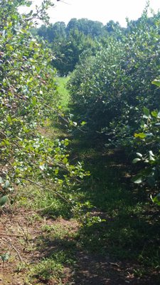 BUSH NECK FARM - Updated March 2024 - 1502 Bush Neck Rd, Williamsburg ...