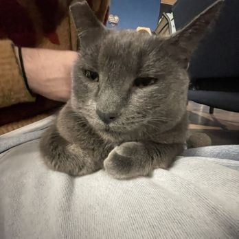 EUGENE SPRINGFIELD CAT LOUNGE - Updated December 2024 - 15 Photos - 537 ...