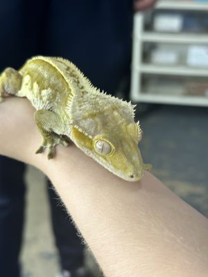 CRITTER SQUAD WILDLIFE DEFENDERS - Updated October 2025 - 166 Photos ...