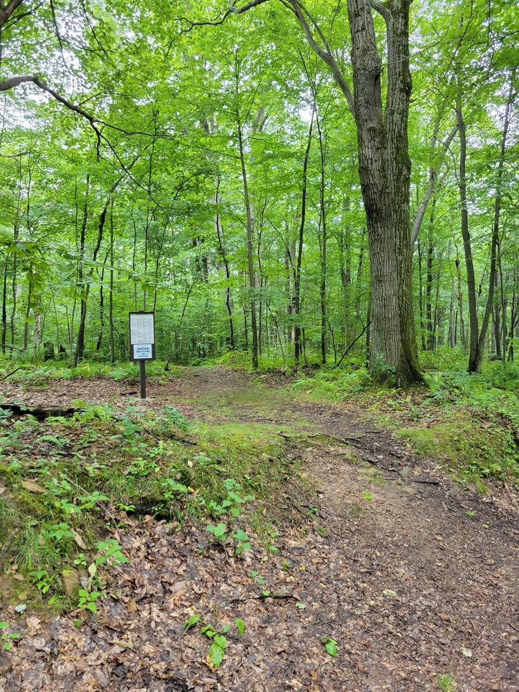 FORBES STATE FOREST - Updated June 2025 - 65 Photos - 1291 Route 30 ...