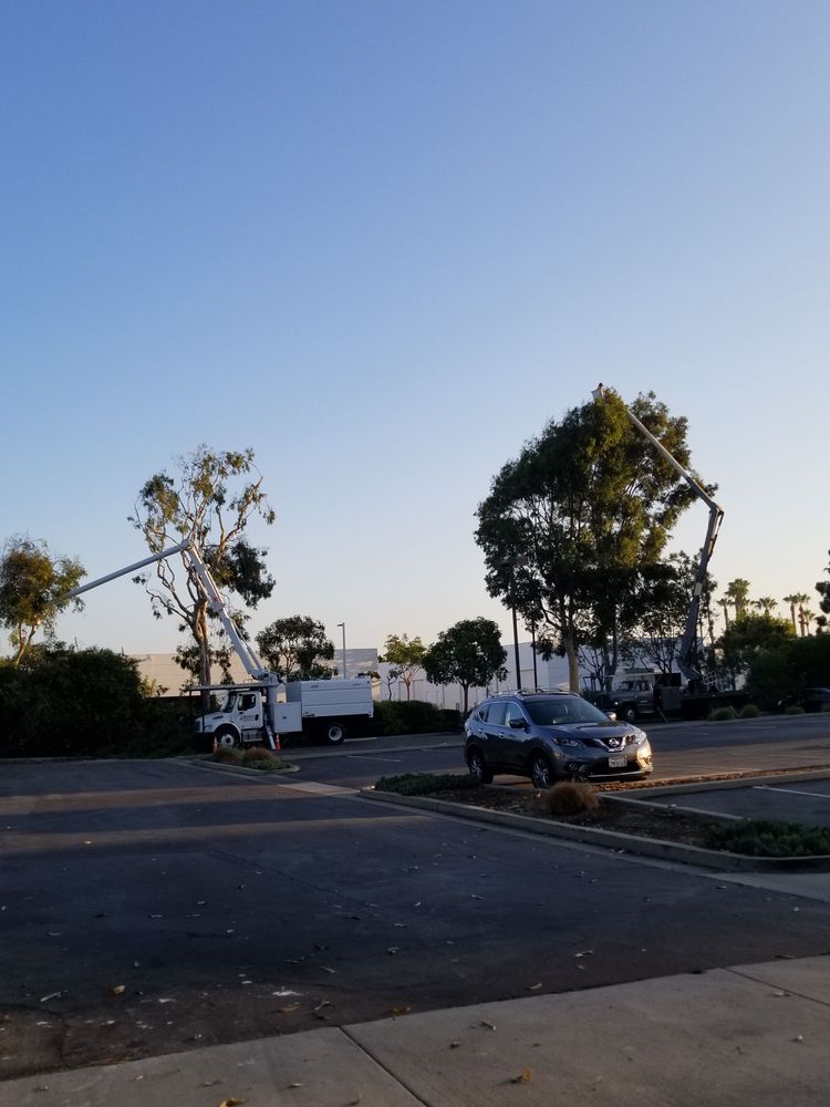 VISTA VALLEY TREE SERVICE - Updated June 2025 - 28 Photos & 78 Reviews ...