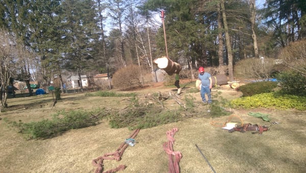 COMMUNITY TREE SERVICE - Updated September 2025 - 13 Photos & 19 ...