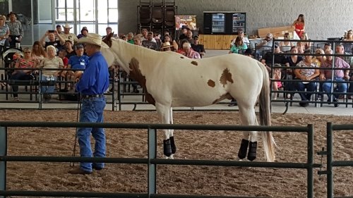 BOLO HUNT - REAL TIME HORSEMANSHIP - 420 Mattie Dr, Lakeland, Florida ...