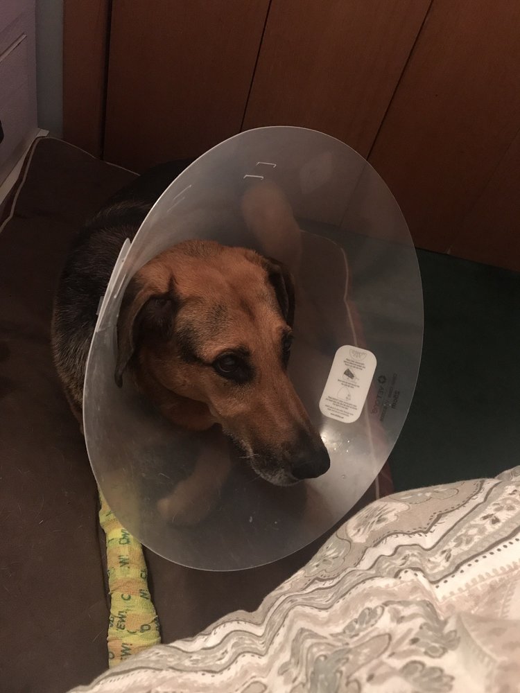 SPRINGFIELD ANIMAL HOSPITAL - Updated October 2025 - 14 Reviews - 346 ...